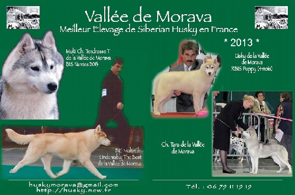Accueil - Elevage De la vallee de morava - eleveur de chiens Siberian Husky